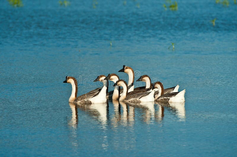 Geese swimming on lake stock photo. Image of outdoor - 22422618