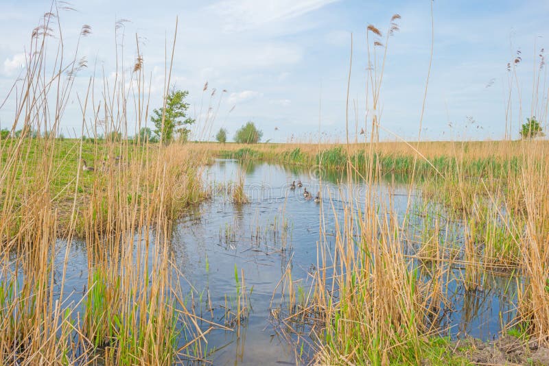 Geese and Swimming in a Lake in Spring Stock Photo - Image of spring ...