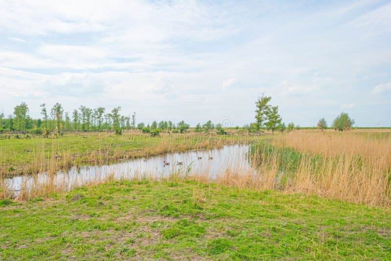 Geese and Swimming in a Lake in Spring Stock Photo - Image of goose ...