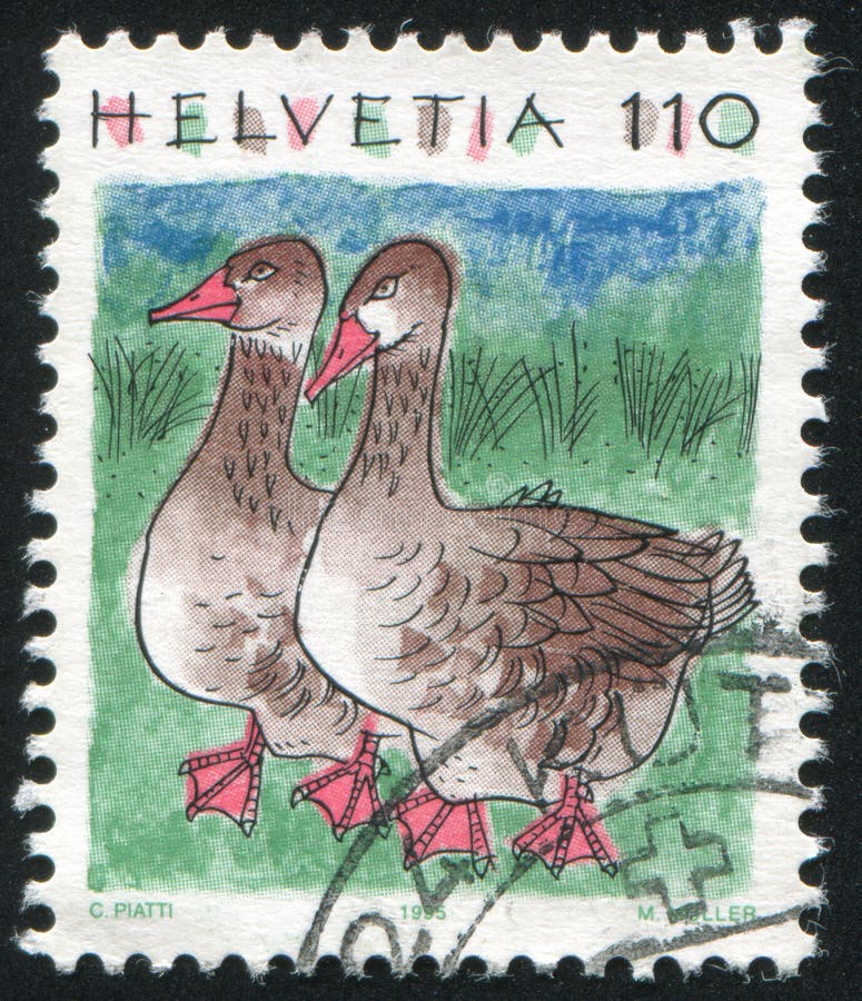 Geese editorial photography. Image of aviculture, beak - 237429037