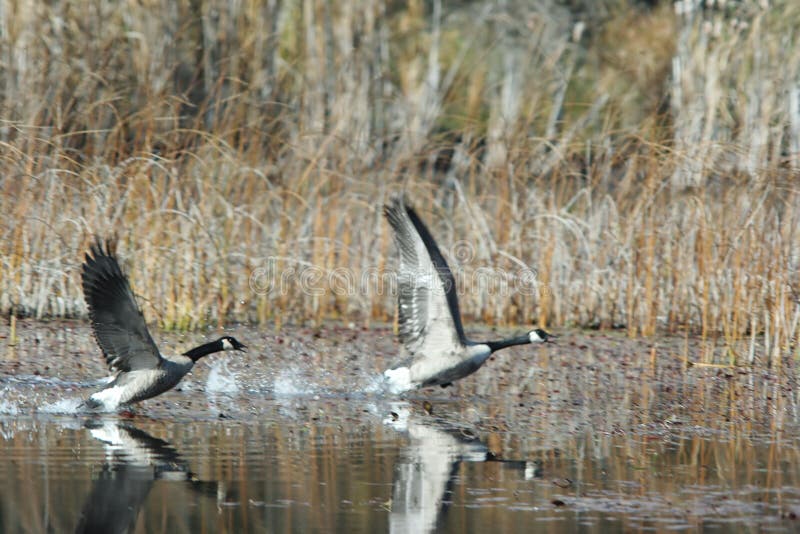 Geese taking flight. stock image. Image of waterfowl, water - 1028229