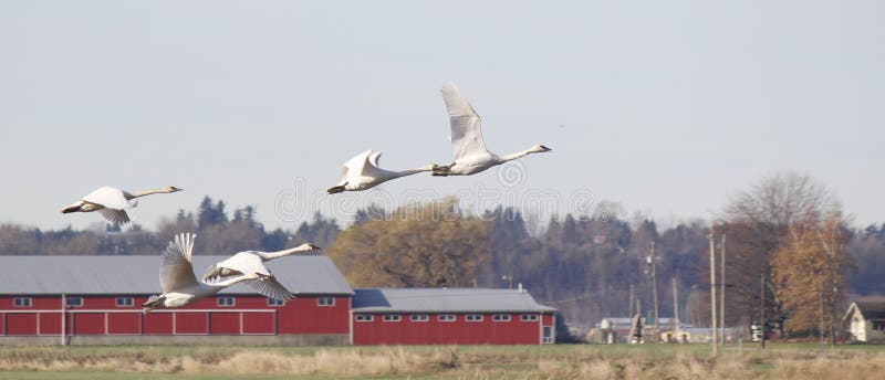 Geese Taking Flight stock photo. Image of large, field - 27974126