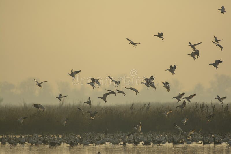 Geese Taking Flight at Dawn Stock Photo - Image of migration, takes ...