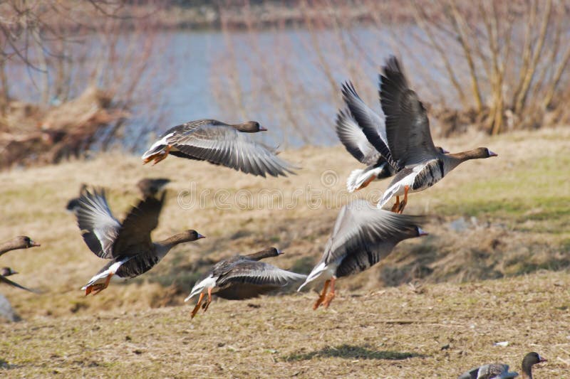 Geese Taking Off for a Flight Stock Photo - Image of float, geese: 31433034
