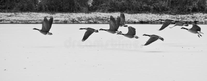 Geese Taking Off Over a Frozen Lake Stock Image - Image of lake, wings ...
