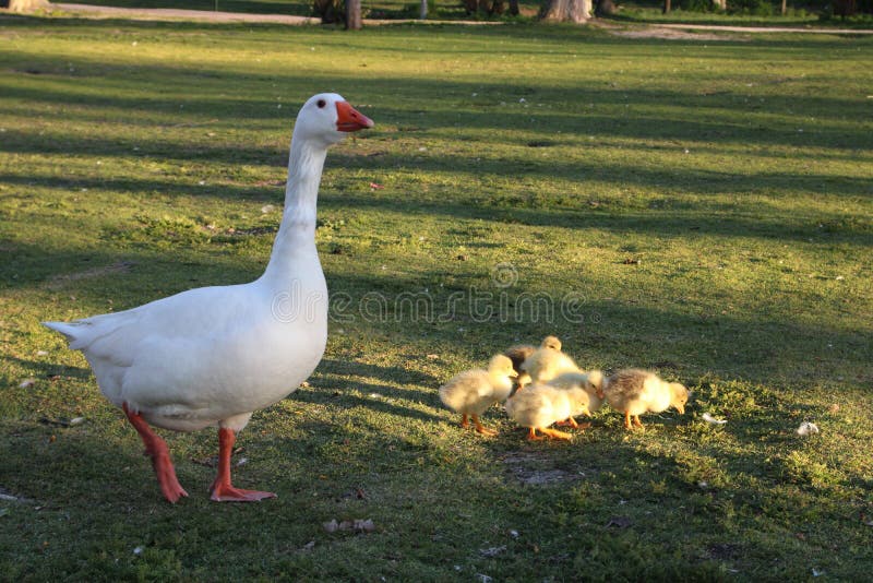 Geese with Their Young Eating Stock Image - Image of eating, wildlife ...