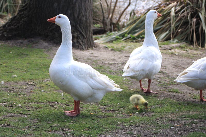 Geese with Their Young Eating Stock Image - Image of anser, goose ...