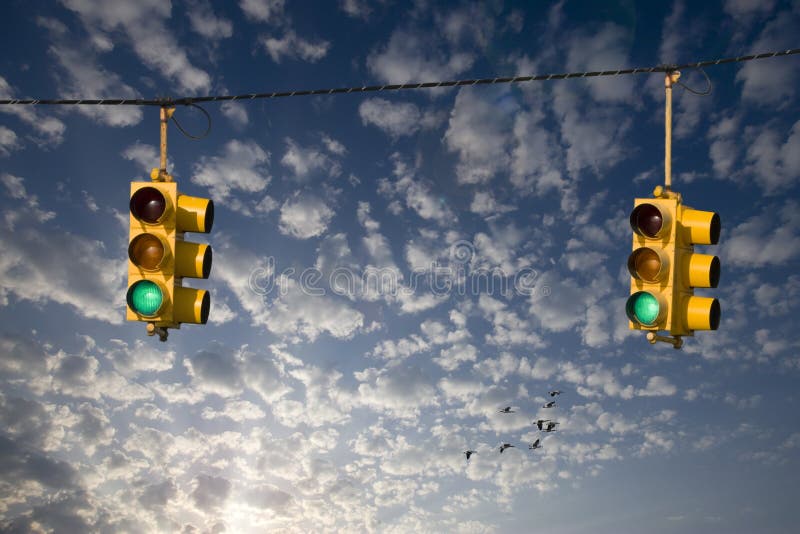 Geese and Traffic Lights stock image. Image of flock - 13984661