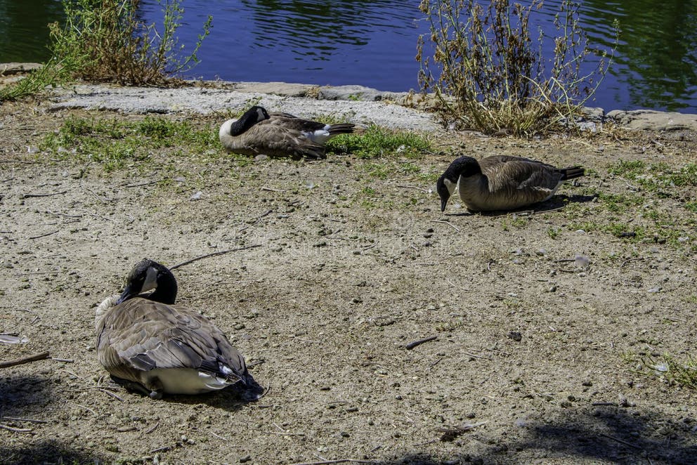 Geese trianglel stock photo. Image of nature, landscape - 152183708