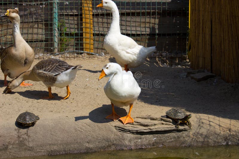Geese stock photo. Image of feather, grey, feathering - 221988160