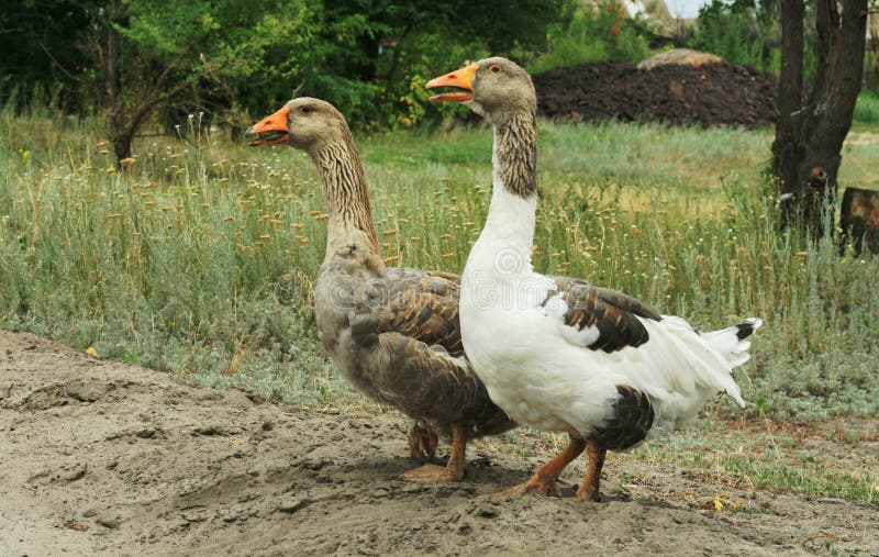 Geese stock photo. Image of walking, animal, geese, farm - 66609650