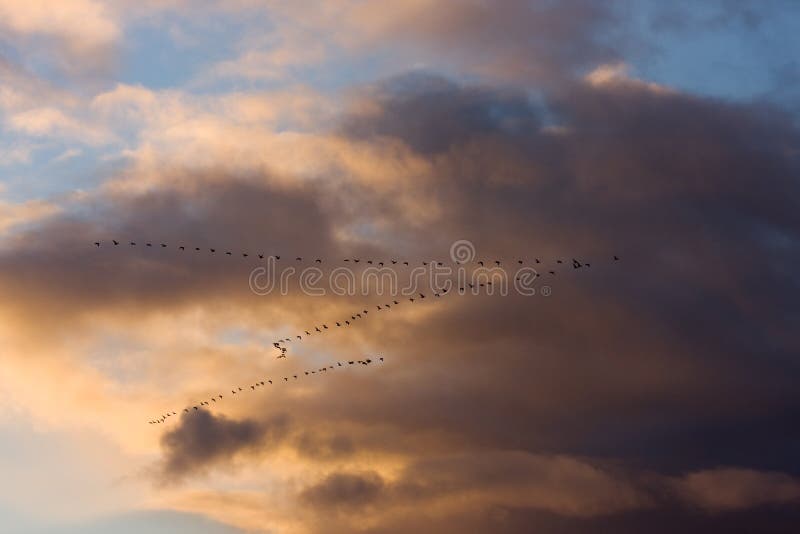 Geese in V formation stock image. Image of migratory - 27007975