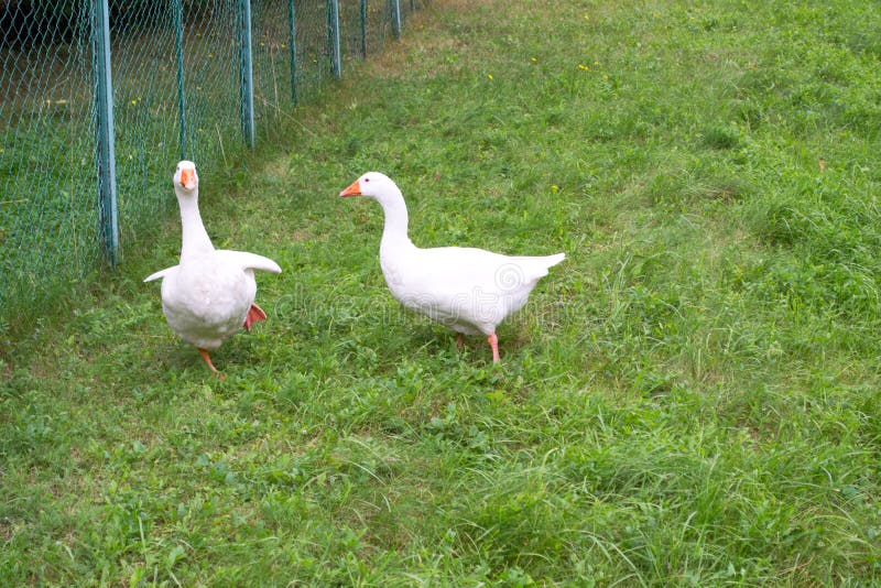 Two Domestic Geese are Walking on the Grass Stock Image - Image of ...