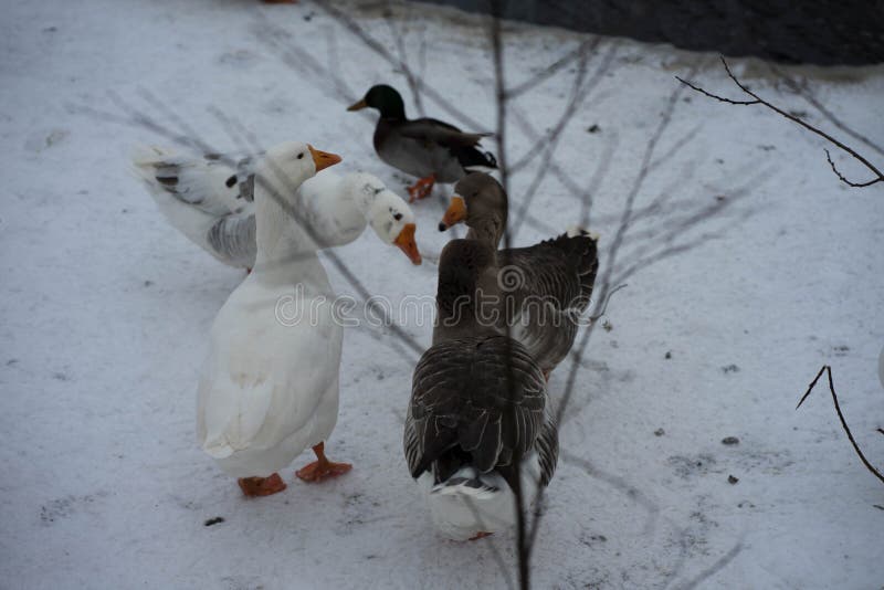 Geese Walk Outside in Winter Stock Image - Image of fowl, call: 230257511