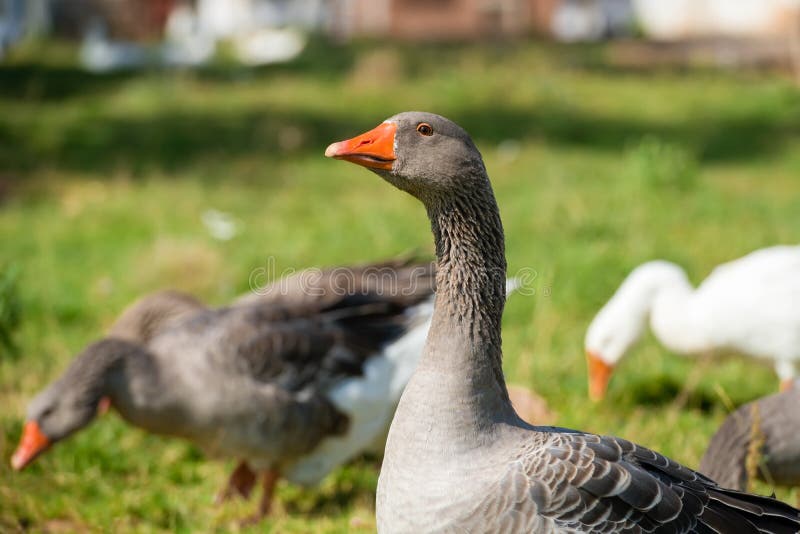 Big proud goose stock photo. Image of landscape, grey - 196637422