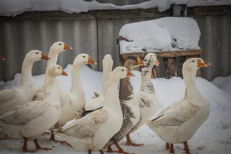 Geese on a walk in winter stock photo. Image of wild - 258518018