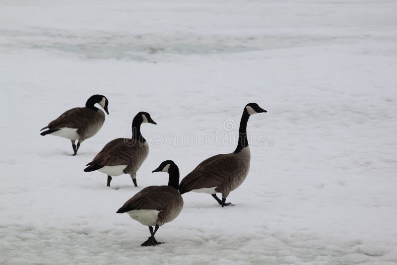 Geese Walking stock image. Image of quarry, nature, outdoor - 13324227