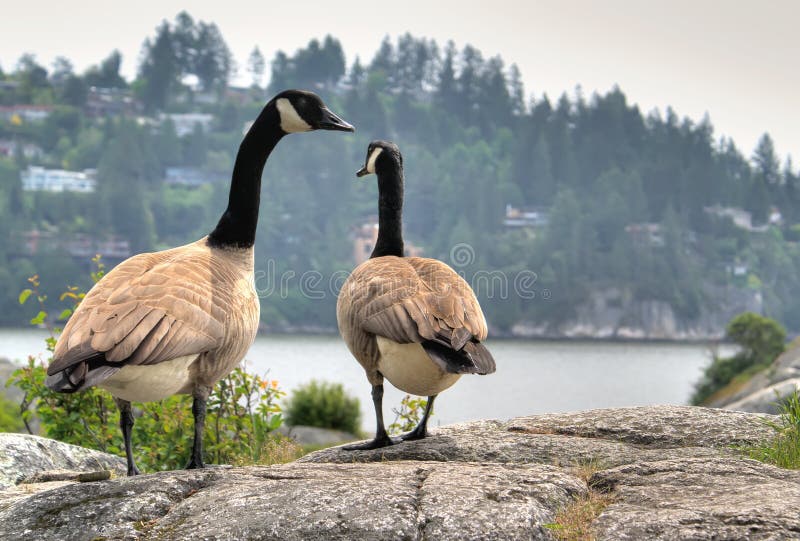 Geese walking away stock photo. Image of farm, bird, animal - 13890078