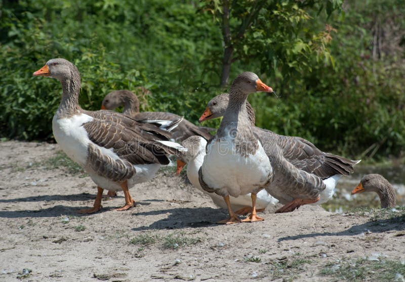 Geese Walking , Came Out of the Water To the Shore Stock Photo - Image ...