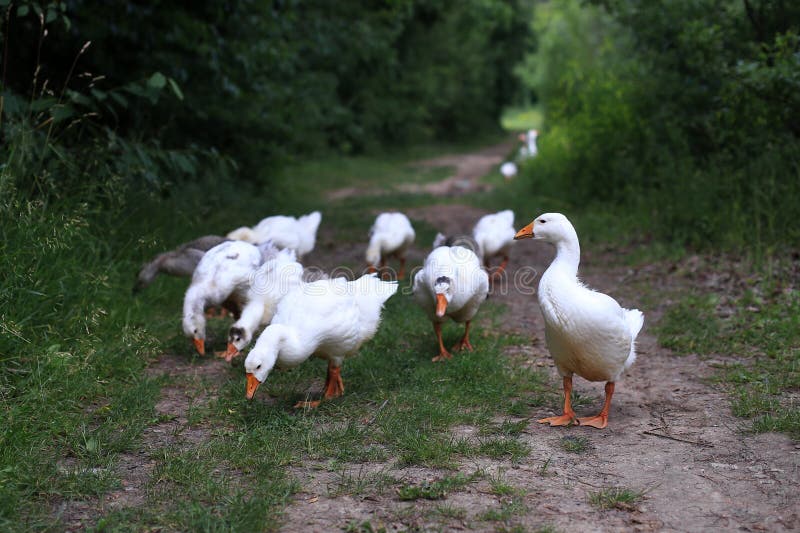 Geese Walking on a Forest Path Stock Image - Image of nature, feather ...