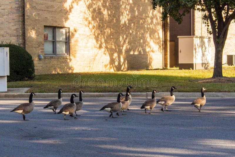 Geese Walking in the Sun stock image. Image of bird - 130808887