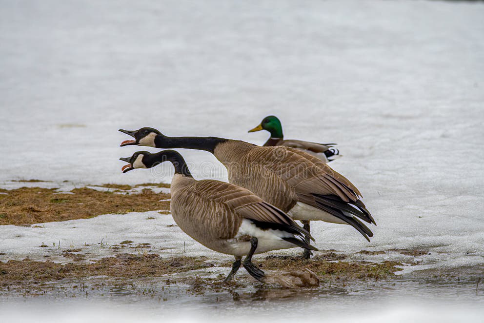Geese Warning an Intruder Off Stock Photo - Image of spring, geese ...