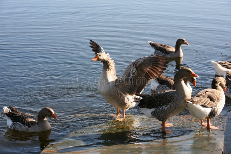 Geese in water stock image. Image of white, animal, summer - 47866139