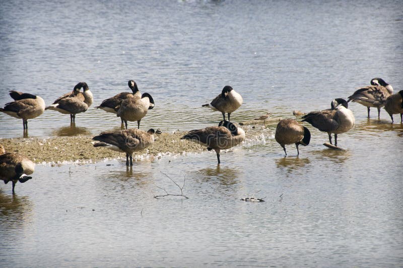 Geese in the Water stock image. Image of migratory, feathers - 43523063