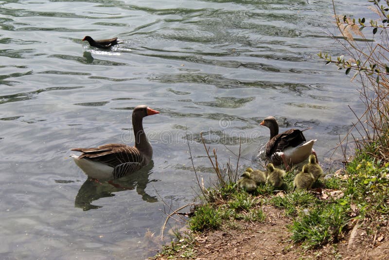 Geese in the water stock photo. Image of feathers, elegance - 117654272