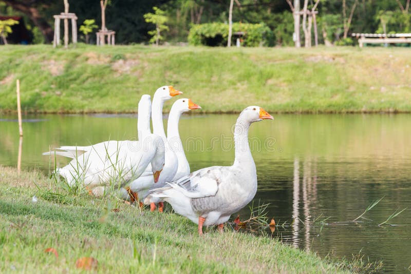 Geese stock image. Image of proud, grass, neck, yellow - 45097457