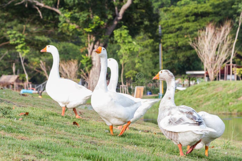 Geese stock image. Image of grass, pets, byre, group - 45098015