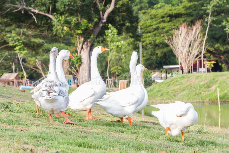 Geese stock image. Image of white, duck, feather, lawn - 45098413