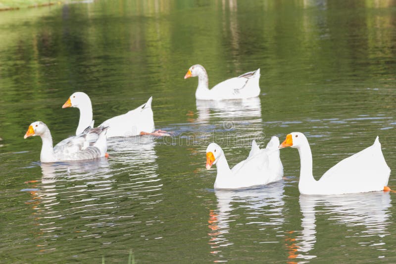Geese stock image. Image of flock, swimming, food, byre - 45098827