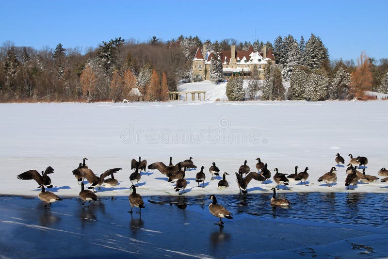 The Geese at Winter stock image. Image of animal, geese - 29173597
