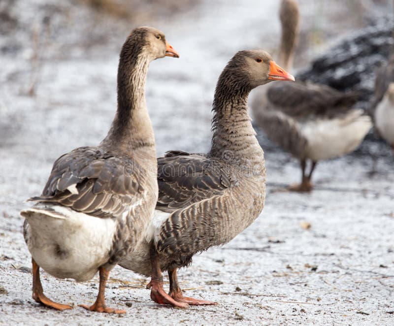 Geese in the winter nature stock image. Image of outdoor - 109466821