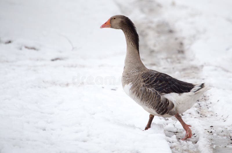 Geese in the winter nature stock image. Image of delta - 109804419