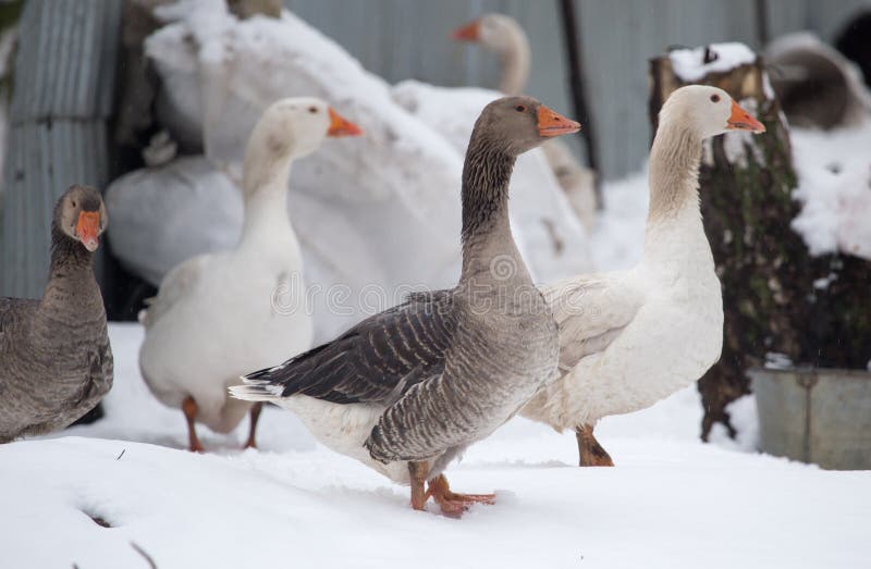 Geese in the winter nature stock image. Image of group - 109804453