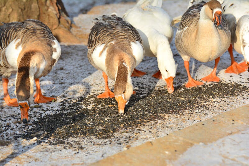 Geese in winter season stock image. Image of animal, feather - 84555811