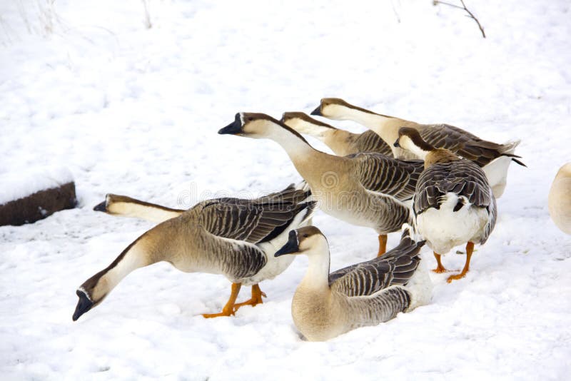 Geese. Winter. Snow. stock image. Image of focus, close - 64569435