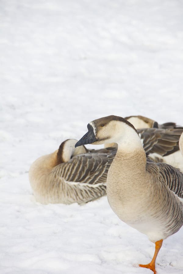 Geese. Winter. Snow. stock photo. Image of abloom, health - 64569456