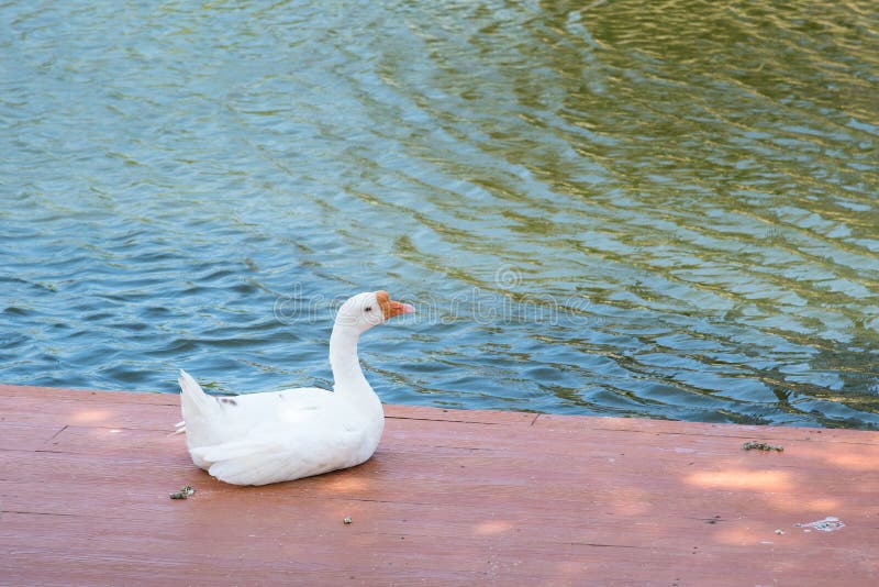 Geese in the zoo.Thailand. stock image. Image of tree - 106193531