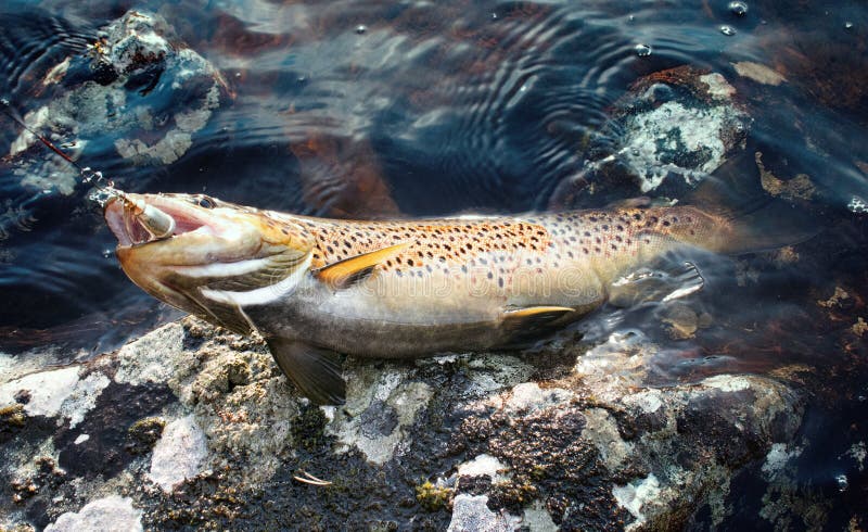 Gefangene Lachse Auf Ufer in Der Brandung Stockbild - Bild von nahrung ...