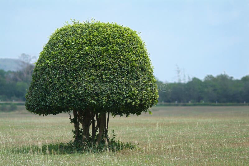 Geformter Busch Auf Dem Gebiet Stockfoto - Bild von baum, busch: 2042802