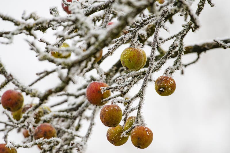 Gefrorene Äpfel In Einem Apfelgarten Auf Frühem Sonnigem Dezember ...