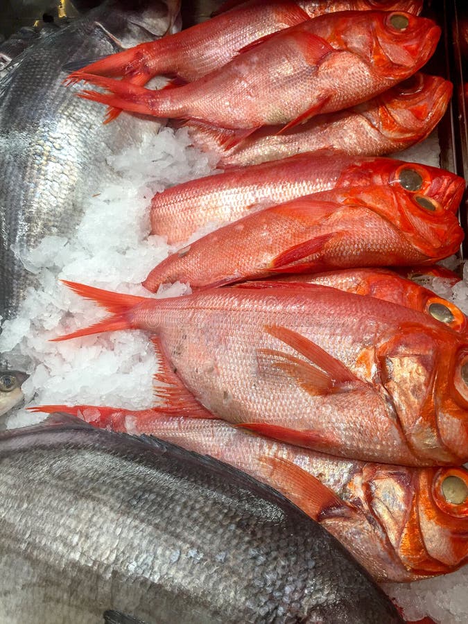 Fische eingefroren im Eis stockbild. Bild von frost, tiere - 18782411