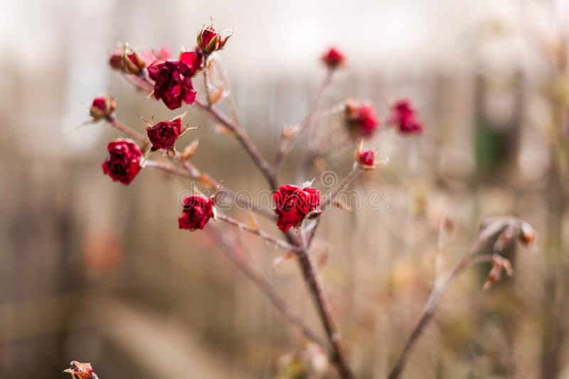 Gefrorene Rose stockfoto. Bild von stieg, ansicht, dorf - 48271946