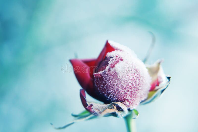 Gefrorene Rose stockfoto. Bild von blume, eisig, frost - 64636610