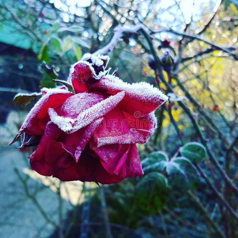 Gefrorene Rose stockbild. Bild von nave, winter, eingefroren - 68850027