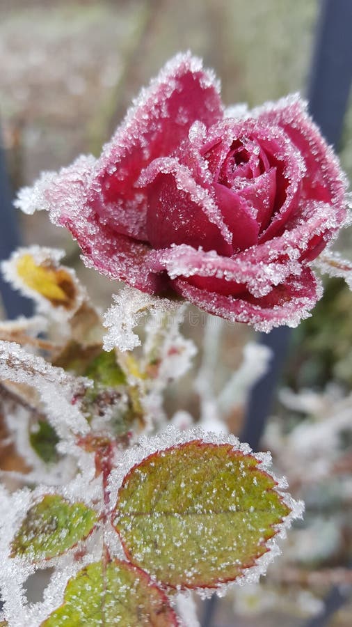 Gefrorene Rose stockbild. Bild von winter, nave, stieg - 86645353