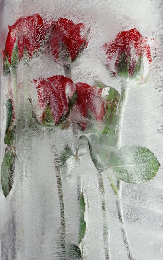 Gefrorene Rosen stockbild. Bild von rosen, blatt, stämme - 15471689